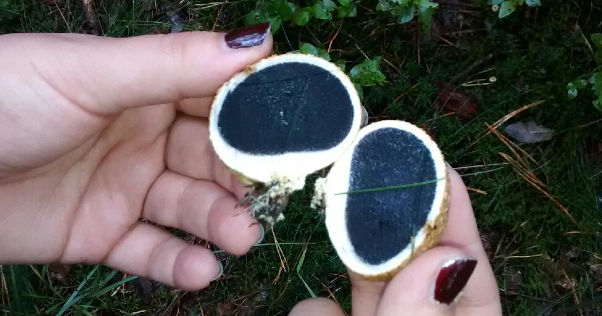 Waldpilze mit fataler Wirkung | Lokale Nachrichten aus Lippe - LZ.de