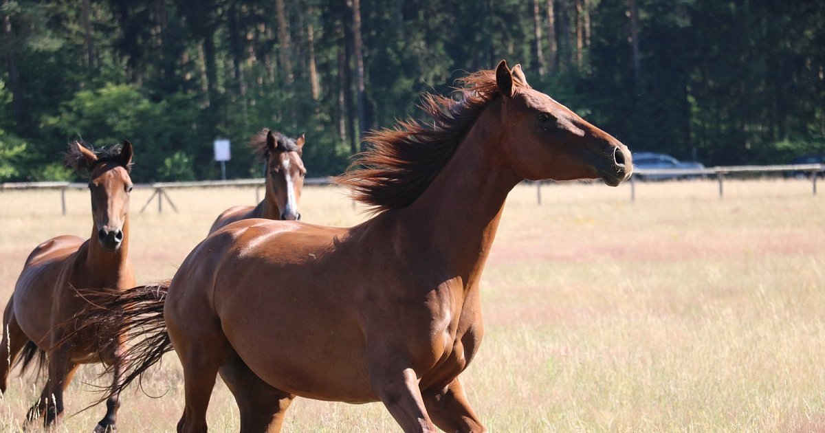 Senner Pferde weiden in Augustdorf | Lokale Nachrichten aus Augustdorf ...