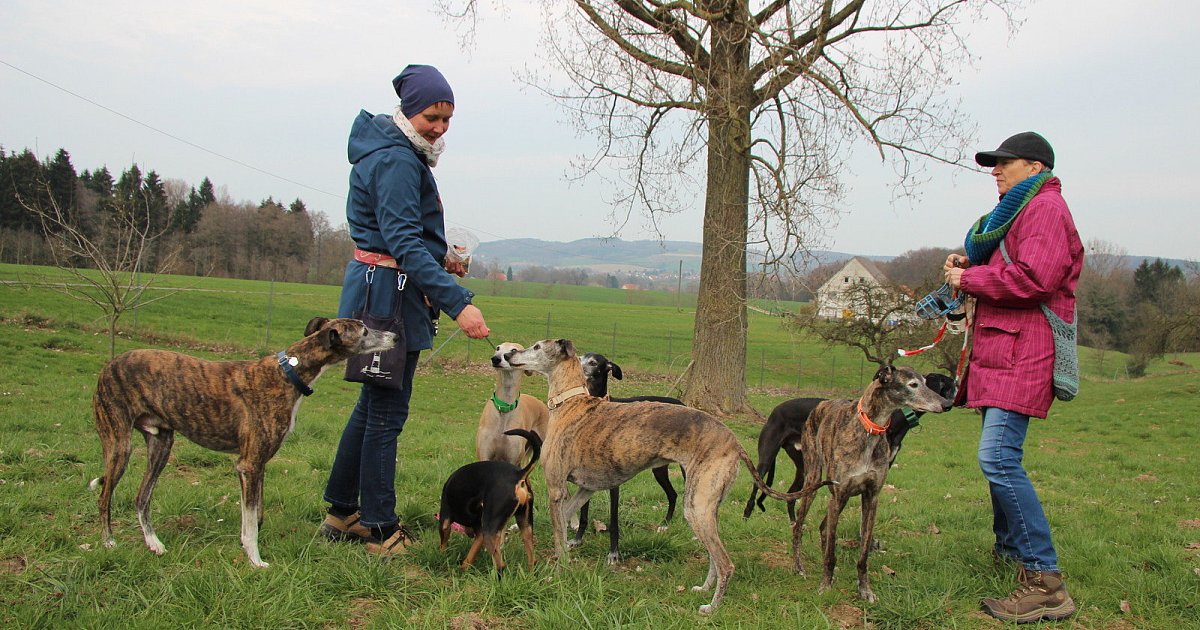 Der Zaun für die Lemgoer Hundewiese ist dem Kreis zu hoch | Lokale ...