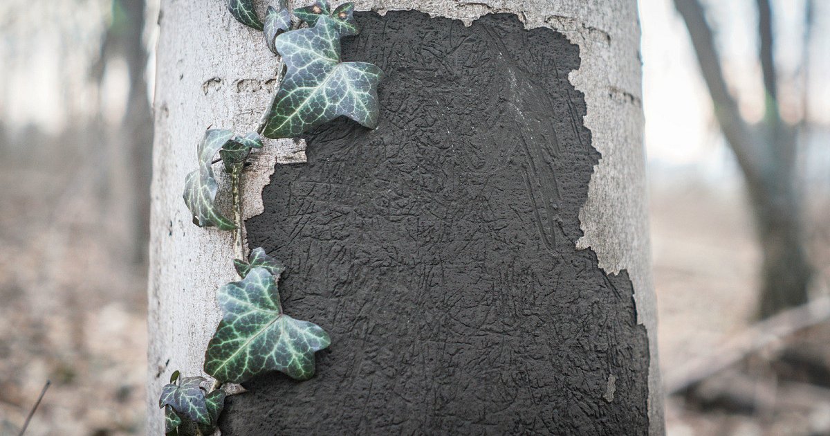 Schädlicher Pilz: Stadt Herford warnt vor Gesundheitsgefahr im ...