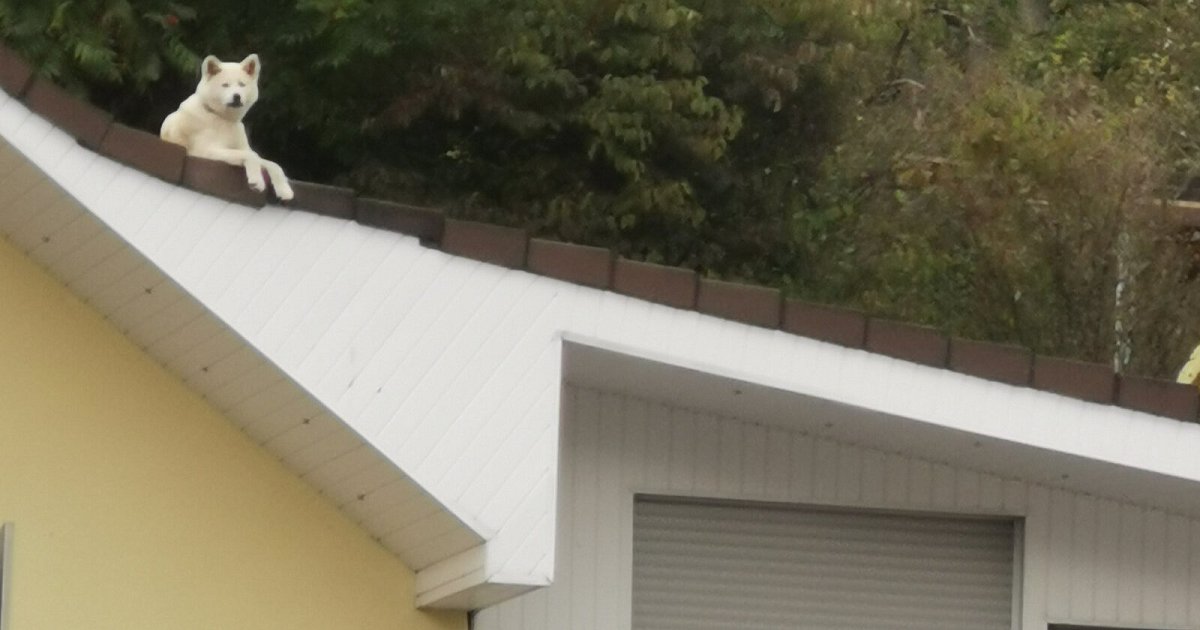 Der Hund von Bega: Täglich grüßt "Alma "vom Dach | Lokale Nachrichten ...