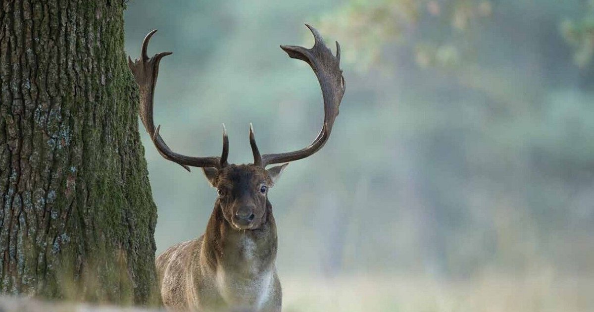 Neuer Kalender zeigt Schönheiten der Senne-Landschaft | Lokale ...