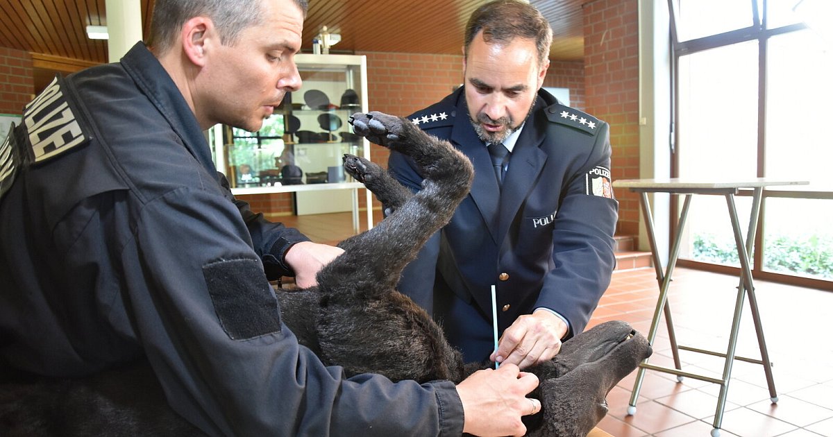 Lebensgefährlich verletzt? Erste Hilfe für Polizeihunde in Schloß Holte-Stukenbrock ...