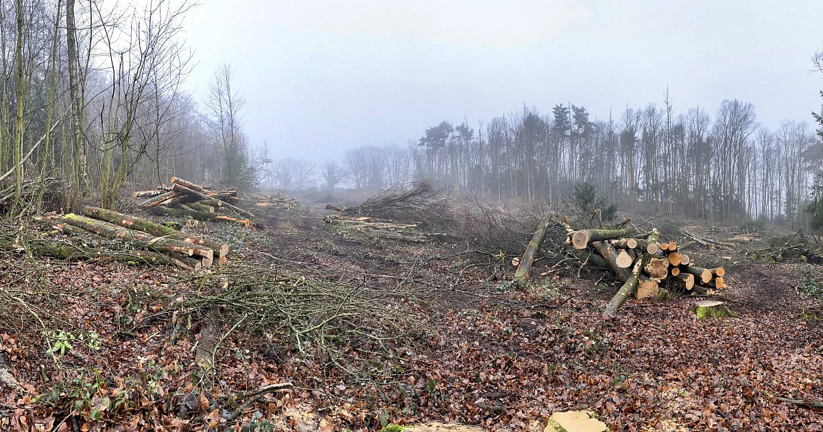Behörden stoppen das Roden von Bäumen auf der Kussel in Pivitsheide | Lokale Nachrichten aus ...