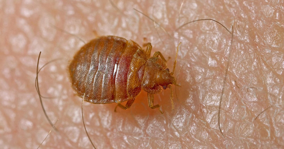 Bettwanzen werden mehr – doch Experten wundern sich über die Panik ...