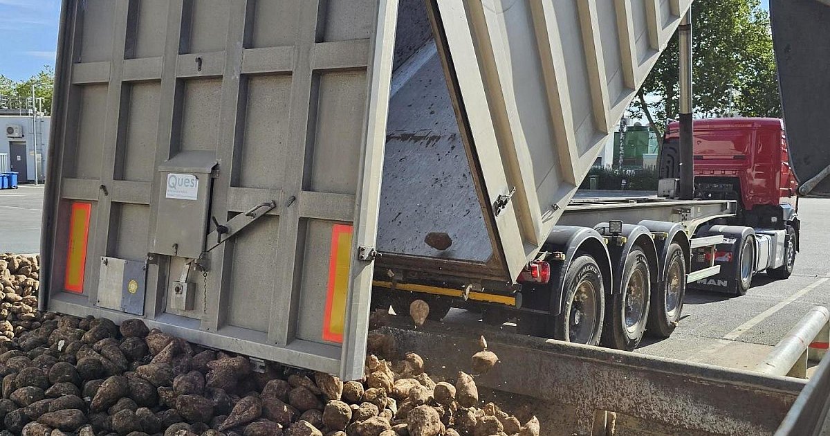 Die Rüben bringen viel mehr Dreck mit nach Lage | Lokale Nachrichten ...