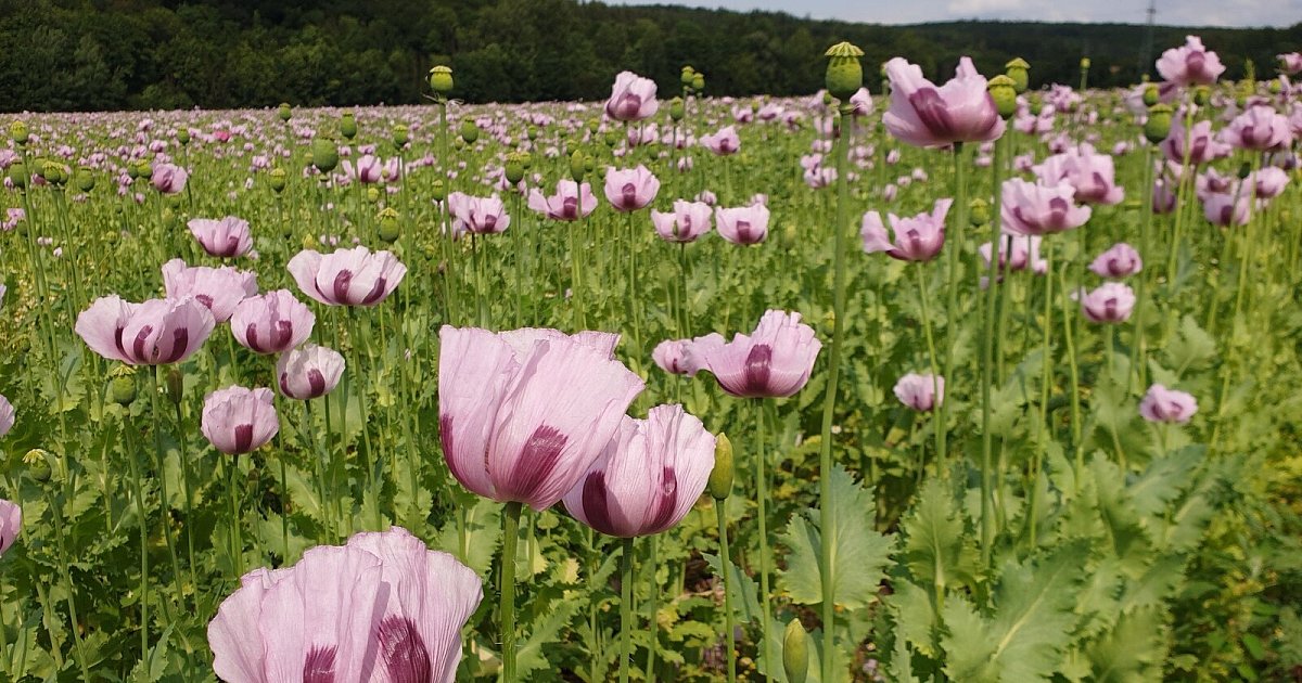 Kalletaler Landwirt Werner Klemme: „Kein gutes Jahr für den Mohn ...