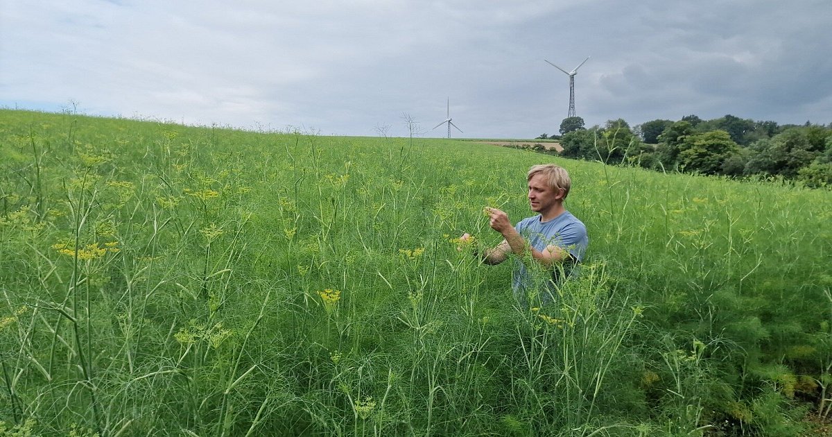 Duftende Pflanze: Landwirt Werner Klemme aus Kalletal steigt in den ...