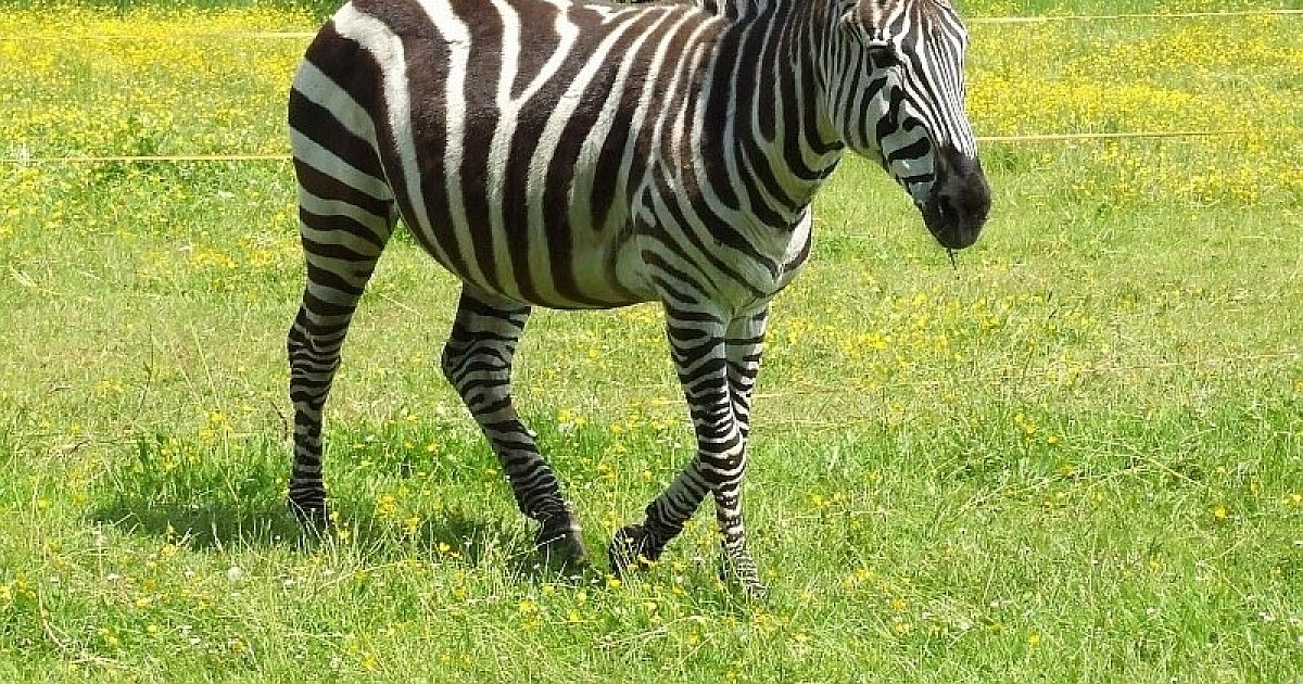 Zebra läuft durch Bielefeld | Nachrichten aus Ostwestfalen-Lippe - LZ.de