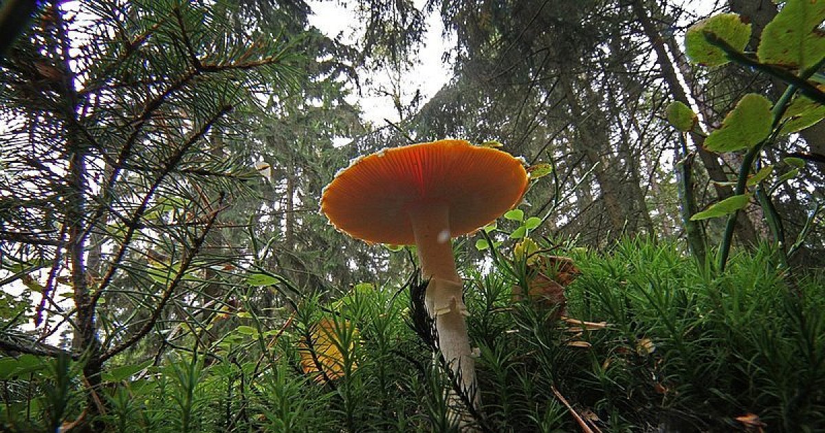 Landesverband gibt Tipps für Pilzsammler | Lokale Nachrichten aus Lippe ...