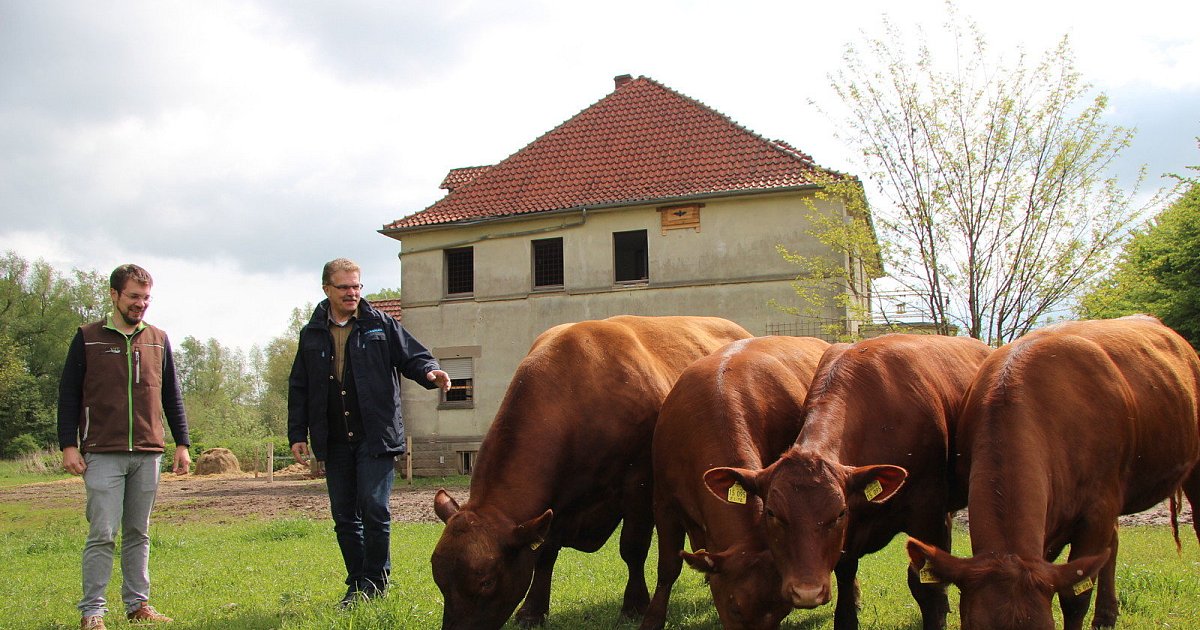 Stemmen hat ein Hotel für gefiederte und vierbeinige Gäste | Lokale ...