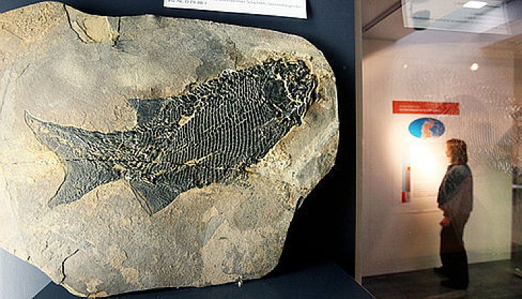 Weltweit einzigartige Fossilien in Detmold zu sehen | Lokale ...