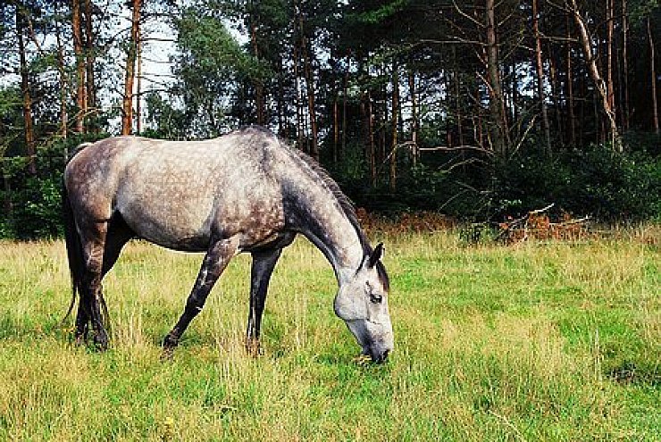Naturschutzgroßprojekt in Augustdorf | Lokale Nachrichten aus ...