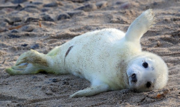 Robben-Babys an der Ostseeküste erwartet | Nachrichten aus aller Welt ...