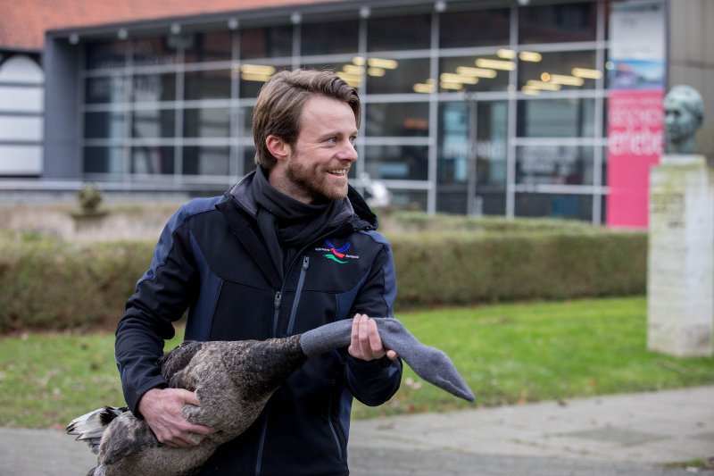 Schwarzer Schwan mit Hilfe einer Socke vor dem Überfahren gerettet ...