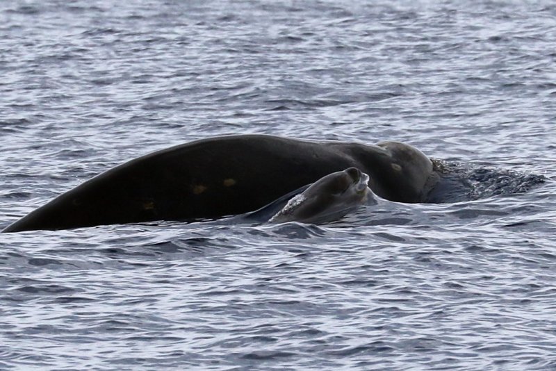 Militärisches Sonar stört Cuvier-Schnabelwale beim Fressen ...