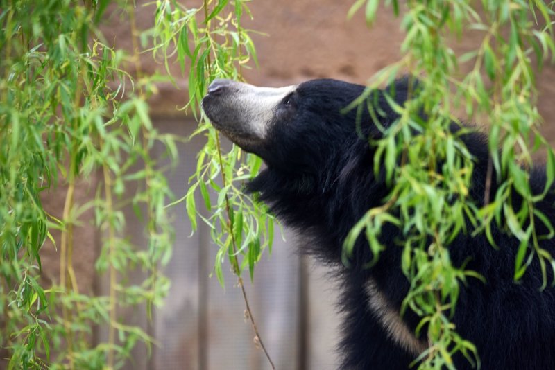 Erstmals Lippenbären im Zoo in Münster | Nordrhein-Westfalen - LZ.de