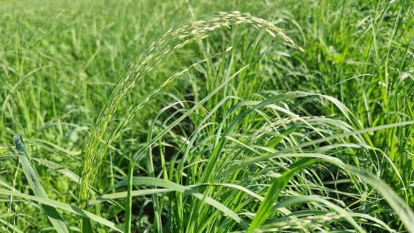 Landwirt Werner Klemme baut nun auch Teff an, um glutenfreies Bier ...
