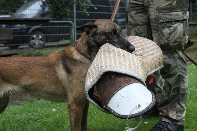 Ein Hundetraining für angehende Postzusteller | Nachrichten aus ...