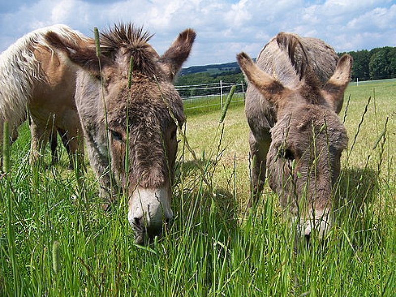 Unterwegs mit Eseln | Lokale Nachrichten aus Kalletal - LZ.de
