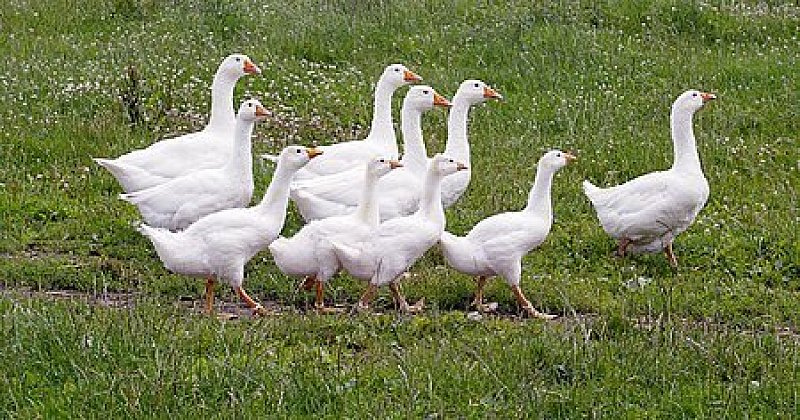 Beschwerlicher Weg bis zur Weide | Lokale Nachrichten aus Kalletal - LZ.de